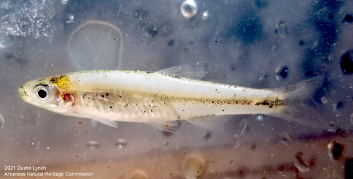 Peppered Shiner (Notropis perpallidus) · iNaturalist