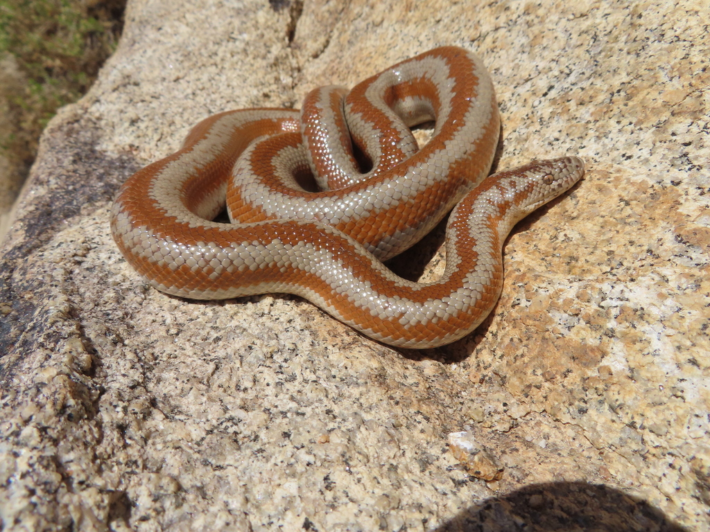 Coastal Rosy Boa in March 2023 by Brian Hinds · iNaturalist