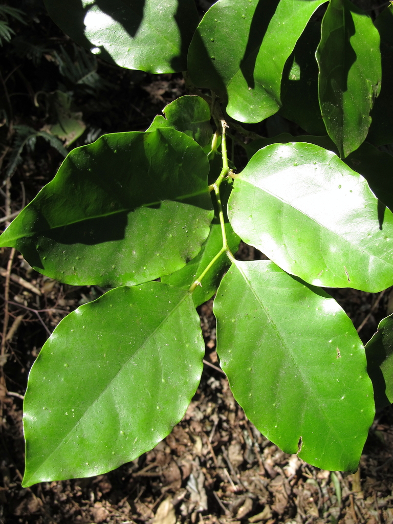 brown beech from Jamberoo NSW 2533, Australia on August 04, 2011 at 01: ...