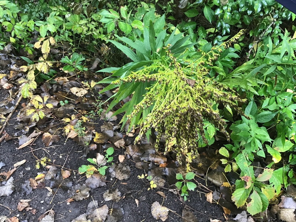 early goldenrod on October 05, 2018 at 01:31 PM by Cameron Cotten ...