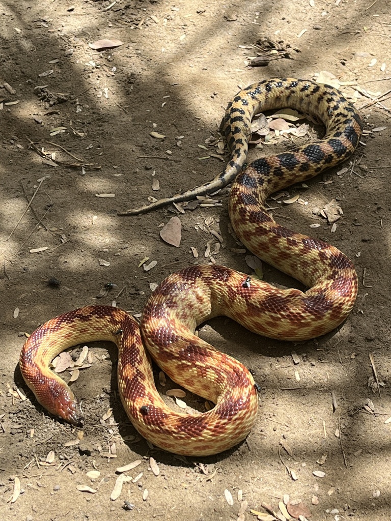 Cape Gopher Snake from San José del Cabo, BCS, MX on March 25, 2023 at ...