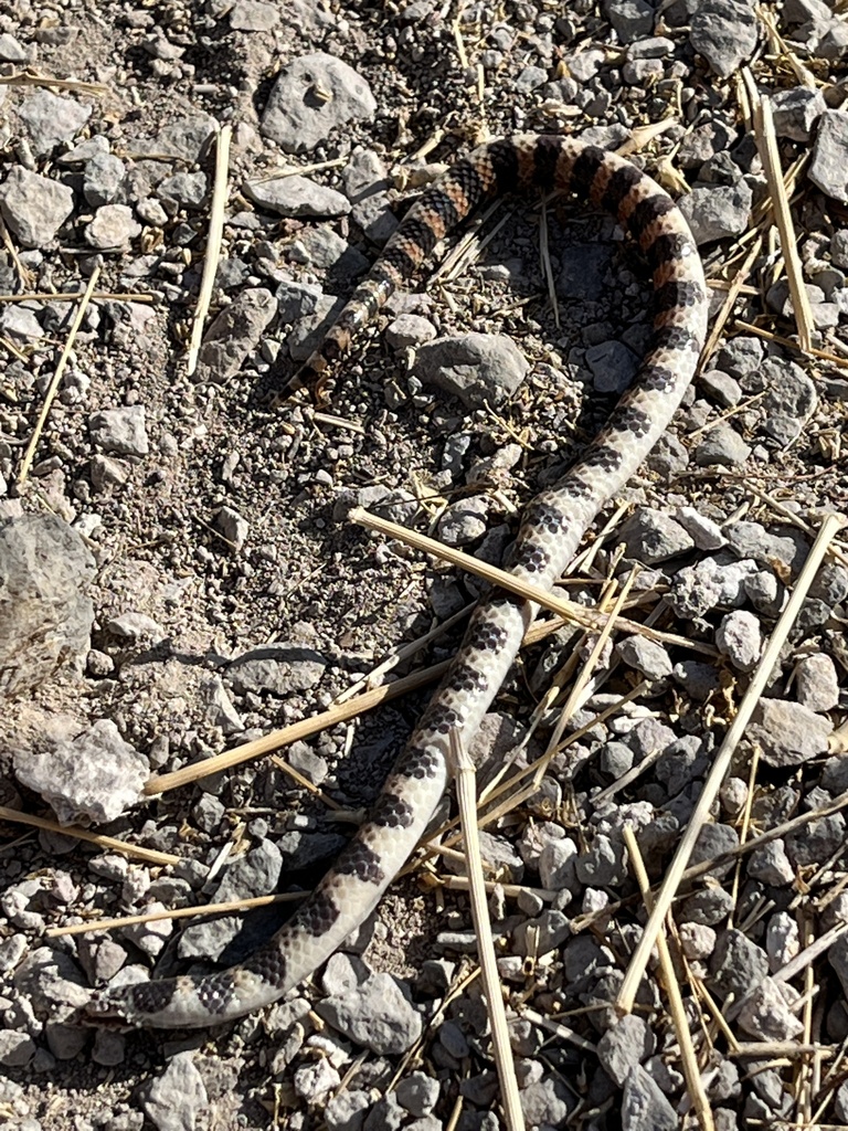 Banded Sand Snake from Loreto, BCS, MX on March 20, 2023 at 04:41 PM by ...