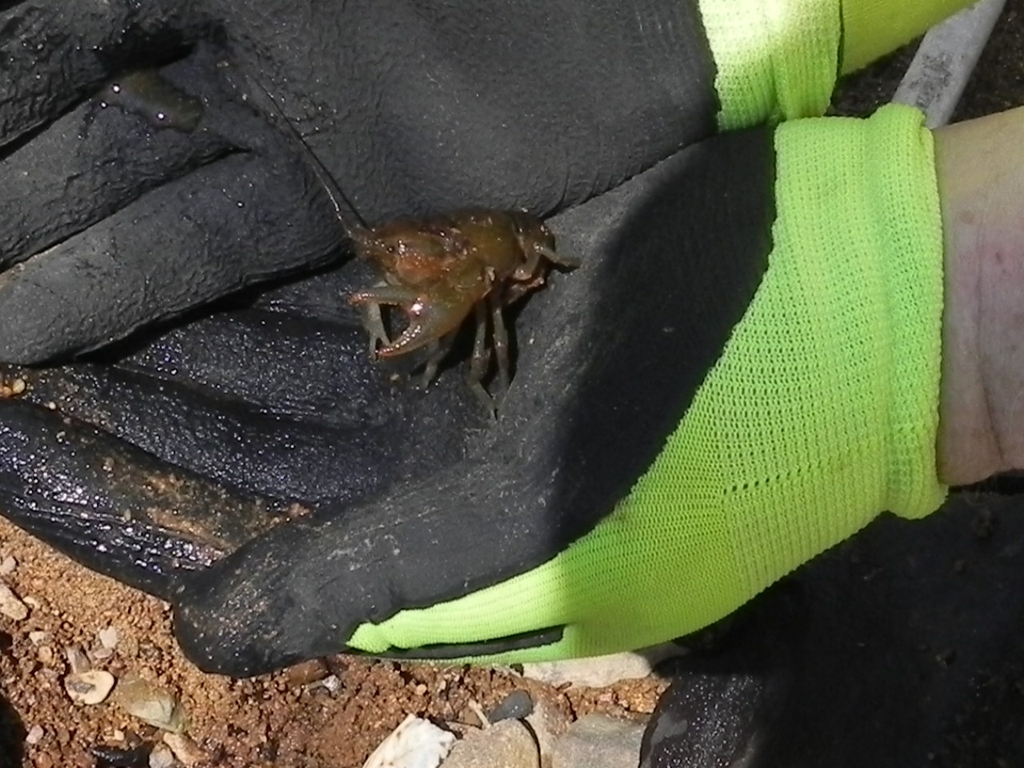Digger Crayfish in March 2023 by Dakota Underwood · iNaturalist