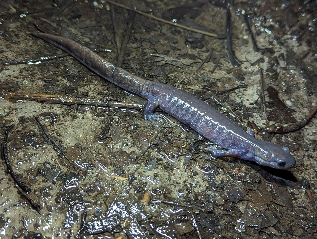 Jefferson Salamander in March 2023 by Aidan Craner · iNaturalist