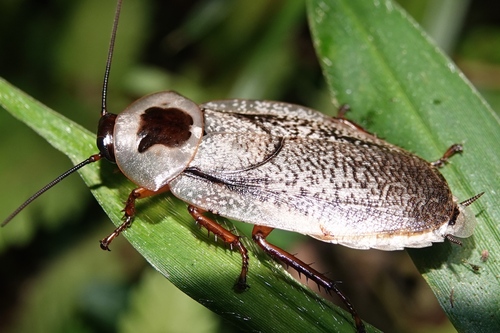 Genus Rhyparobia · iNaturalist