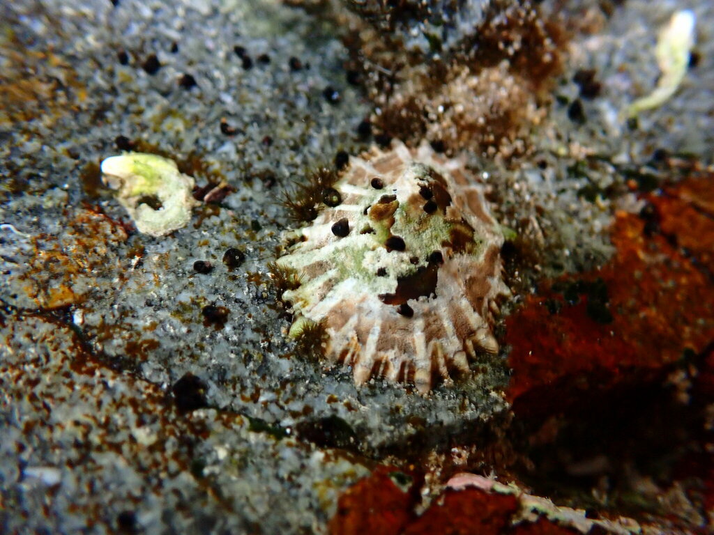 Siphonaria denticulata from Coffs Harbour NSW, Australia on March 26 ...