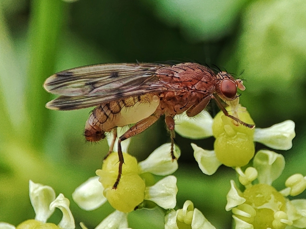 Suillia variegata from Upper Belgrave Road, Clifton, Bristol BS8, UK on ...