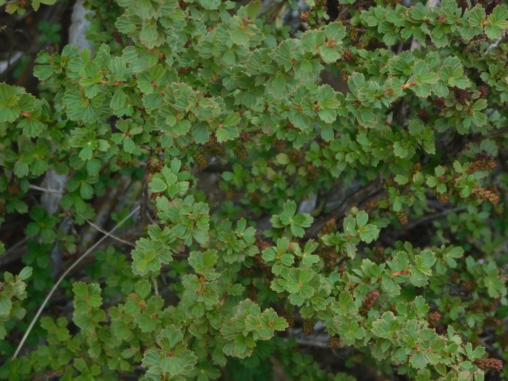 Resurrection Plant from City of Tshwane, ZA-GT, ZA on March 26, 2023 at ...