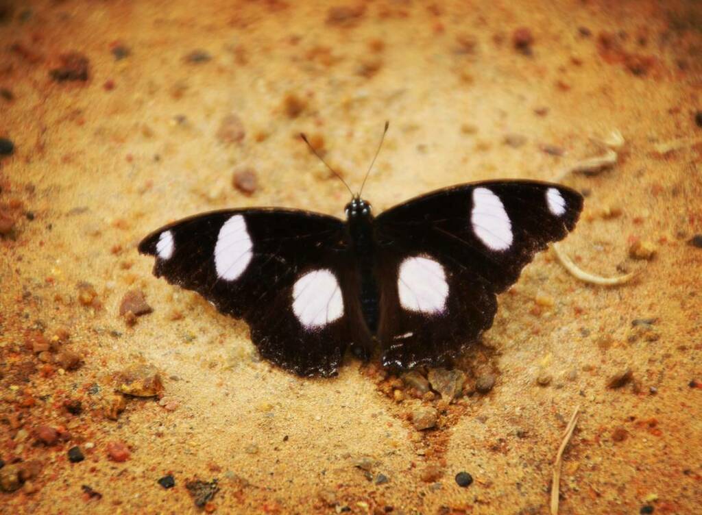 Mimic from Manimangalam, Tamil Nadu 602301, India on September 16, 2017 ...