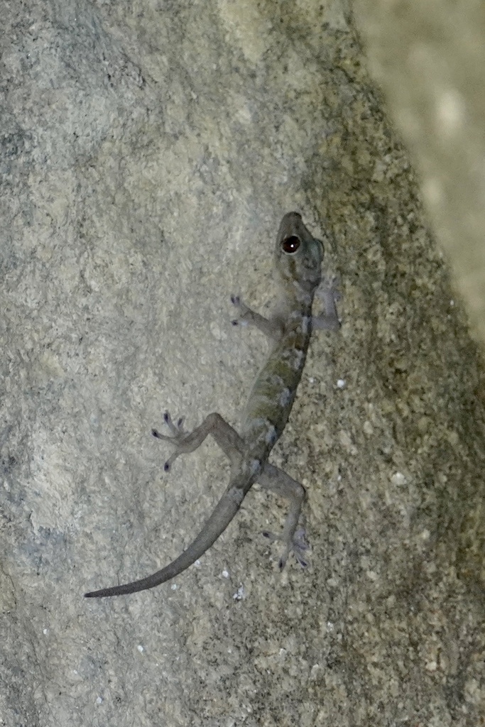 Vietnam Gecko in March 2023 by Jake Smith · iNaturalist