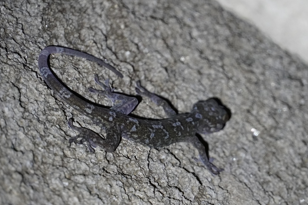Vietnam Gecko in March 2023 by Jake Smith · iNaturalist