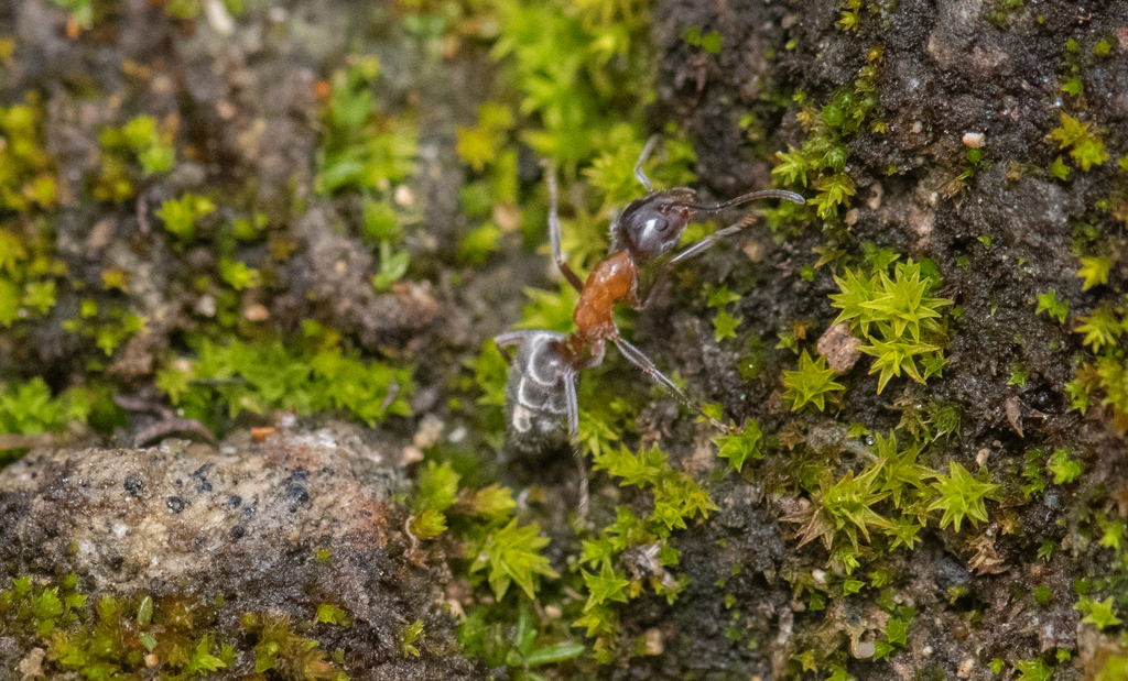 Western Velvety Tree Ant from Studio City, Los Angeles, CA, USA on ...