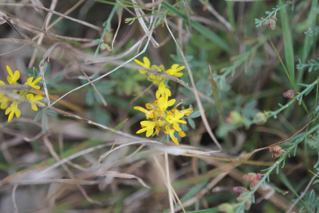 dwarf prairie clover from San Patricio County, TX, USA on March 26 ...