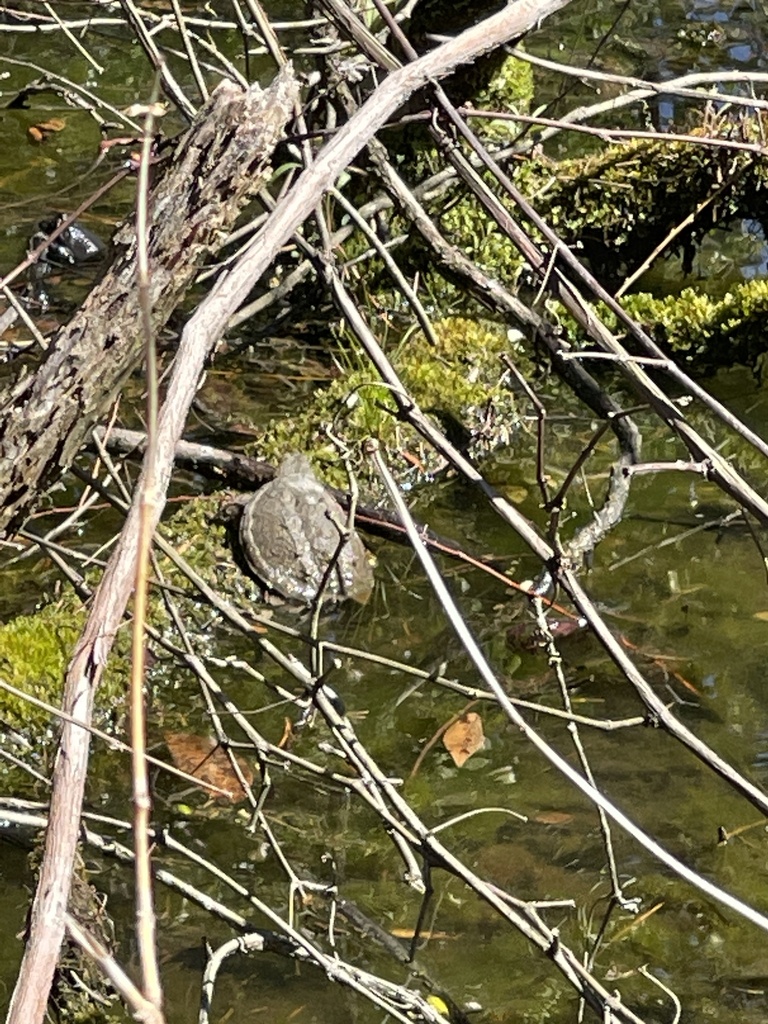 Common Snapping Turtle from Terrapin Nature Park, Stevensville, MD, US ...