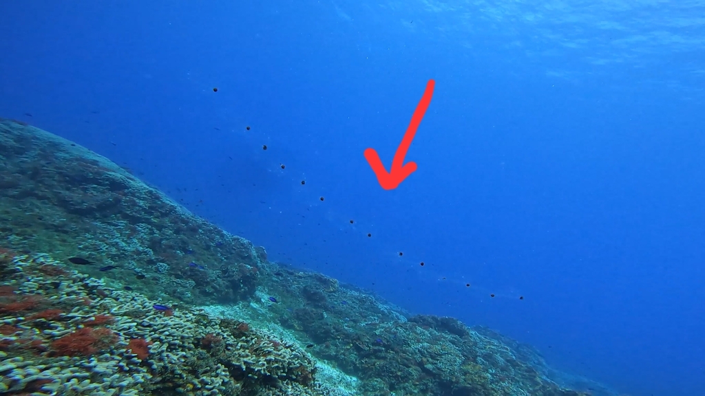 Common Salp from San Juan dive site on March 24, 2023 at 01:02 PM by ...