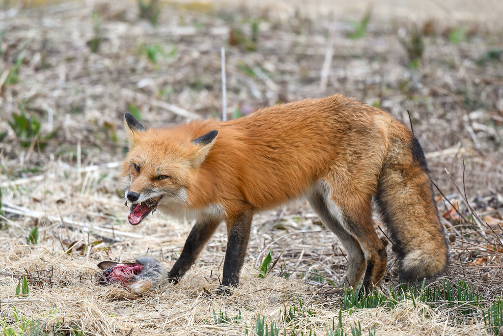 Red Fox from 201 E Randolph St, Chicago, IL 60602美国 on March 24, 2023 ...
