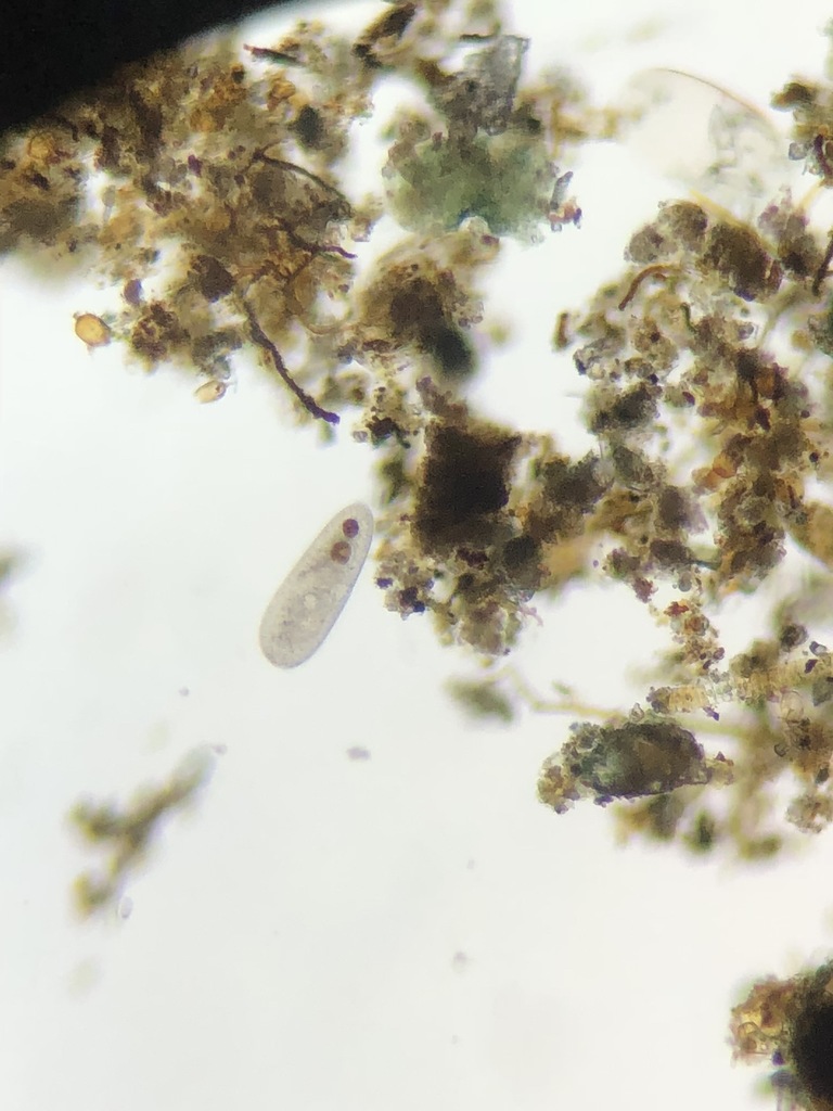 Paramecium from South Arroyo, Pasadena, CA, USA on October 08, 2018 at ...