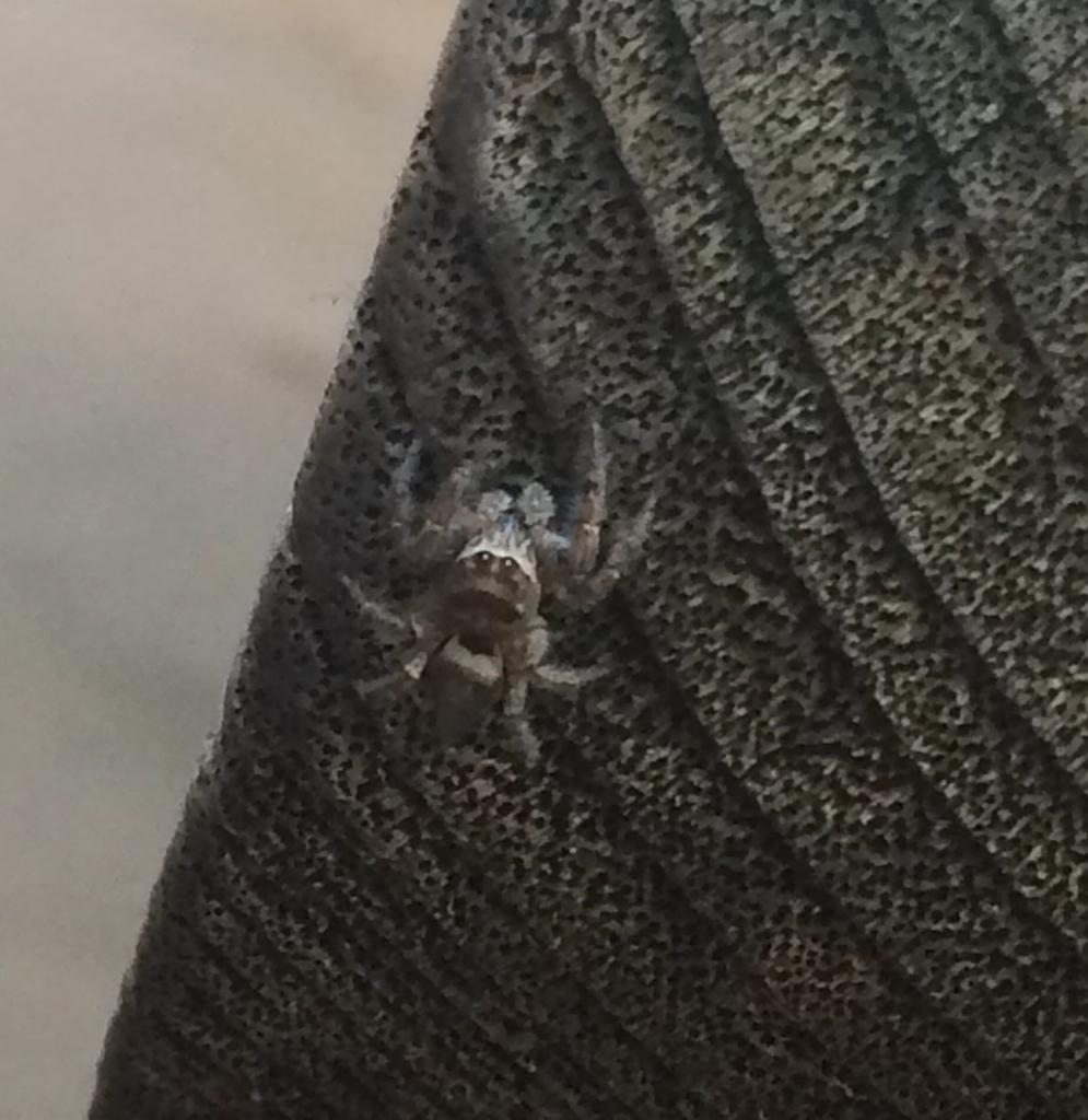 Typical Jumping Spiders from University of Virginia, Charlottesville ...