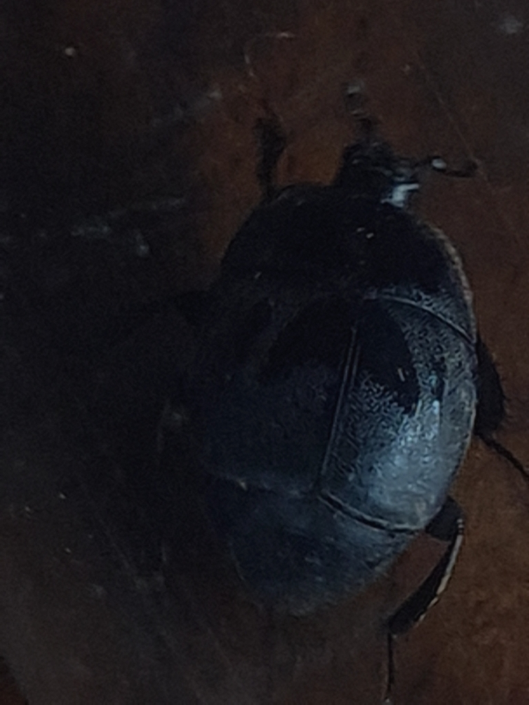 Saprinus in March 2023 by Rosa Sánchez Muñoz · iNaturalist