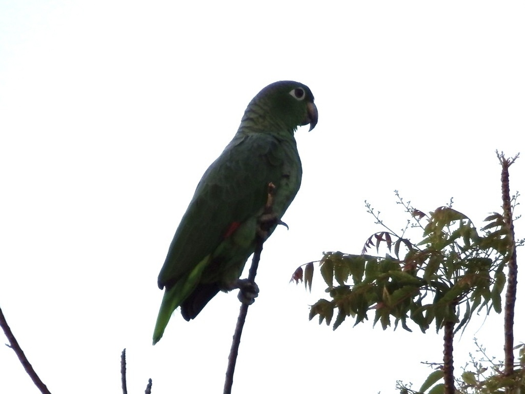Mealy Parrot in March 2023 by Sabolcik · iNaturalist