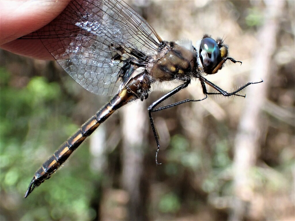 Common Baskettail from Escambia County, AL, USA on March 25, 2023 at 03 ...
