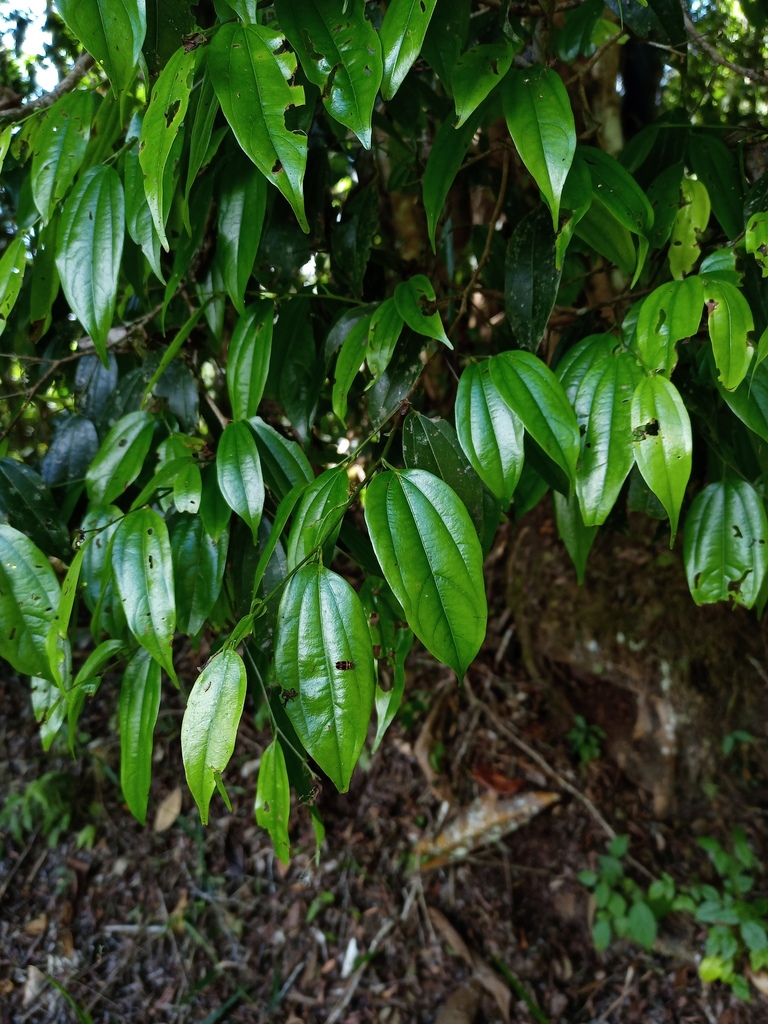 Matudaea trinervia in March 2023 by Saul MR · iNaturalist