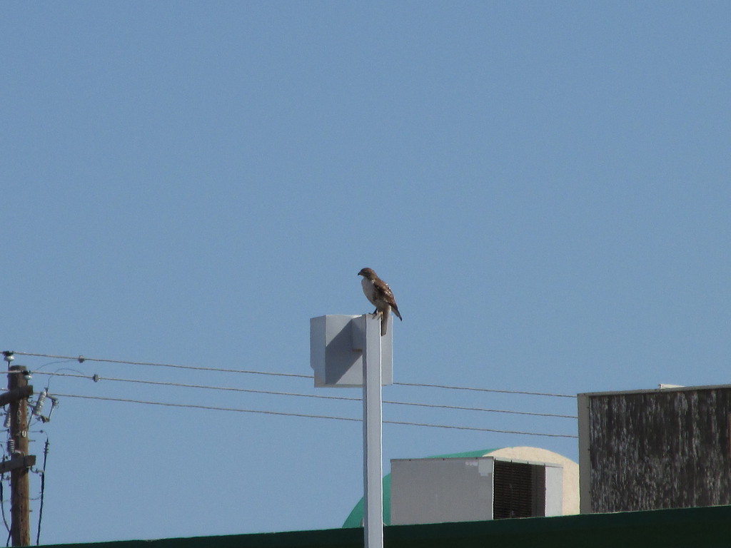 Red-tailed Hawk from Oklahoma County, Oklahoma on February 28, 2013 by ...