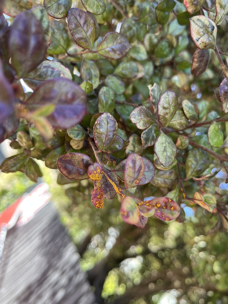Myrtle Rust from Te Waipounamu/South Island, Christchurch, Canterbury ...