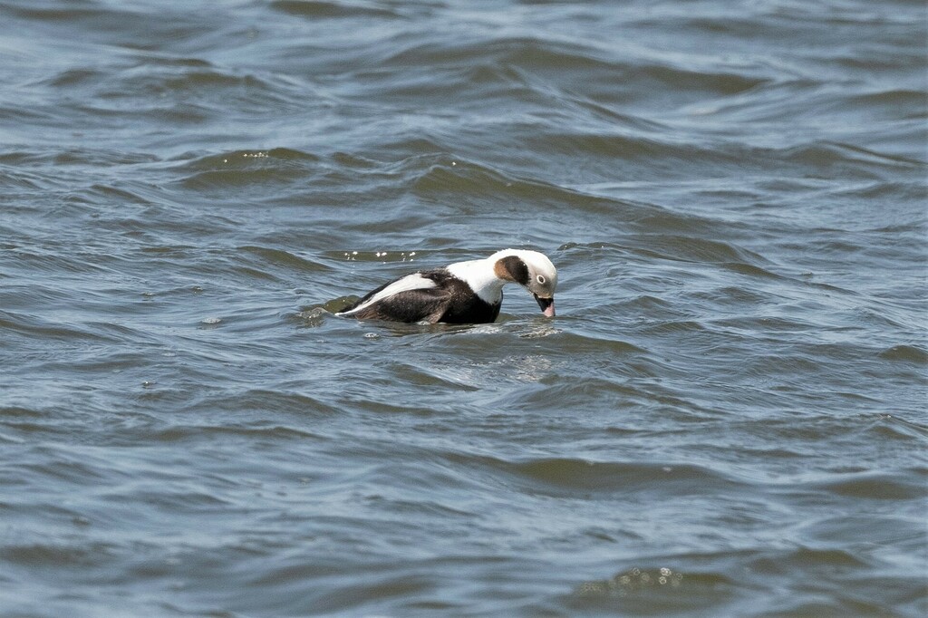 Long-tailed Duck from Lancaster County, NE, USA - Pawnee Lake SRA on ...