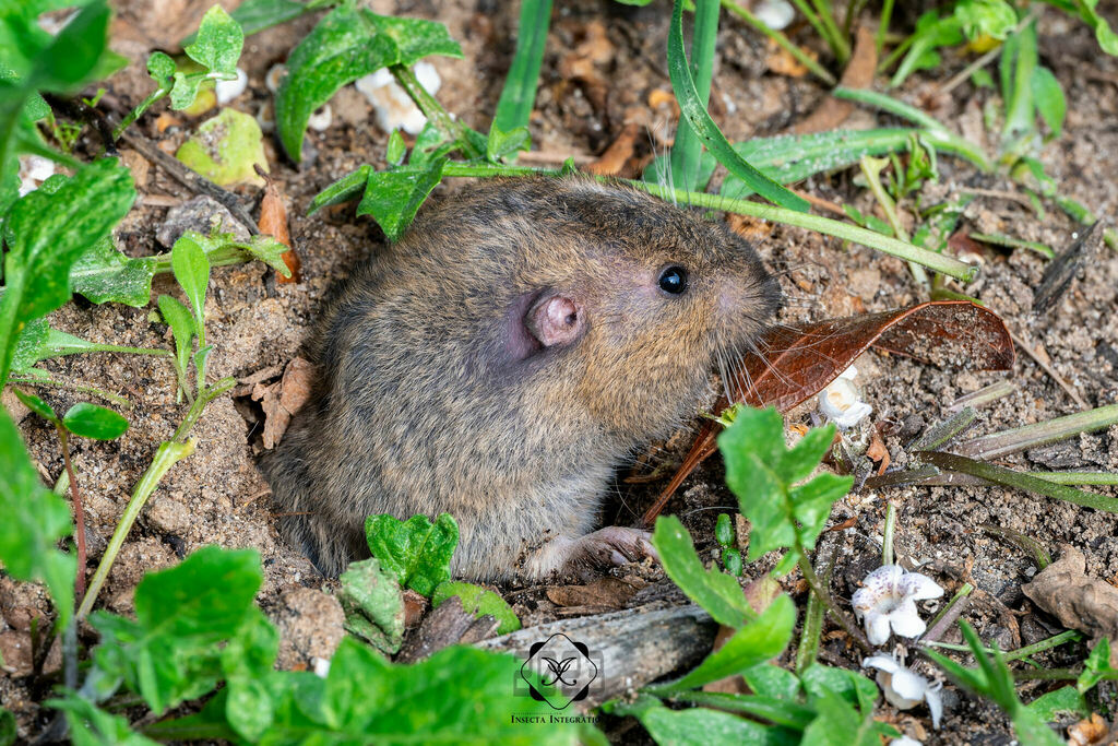 Botta's Pocket Gopher from 美国加利福尼亚圣迭戈拉霍亚 on March 26, 2023 at 04:55 PM ...