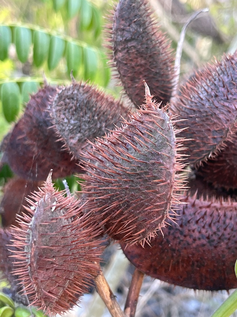 Nickernut from Everglades National Park, FL, US on March 26, 2023 at 06 ...