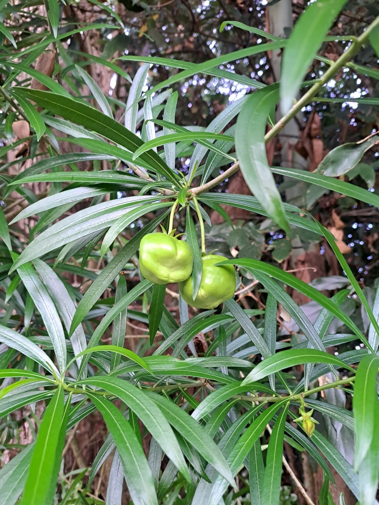 Be-still tree from Lismore - Pt B, AU-NS, AU on March 27, 2023 at 06:08 ...