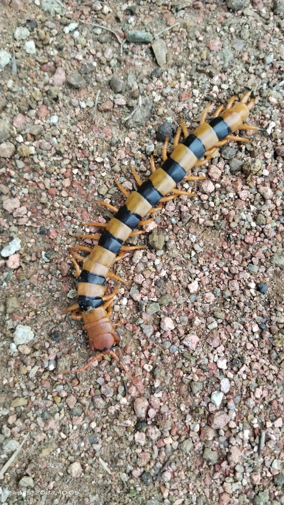 Indian Tiger Centipede from Khanapur, Telangana, India on September 15 ...