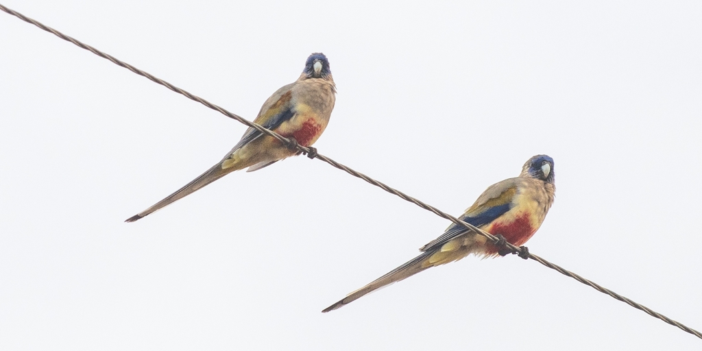 Greater Bluebonnet from Morchard SA 5431, Australia on March 27, 2023 ...