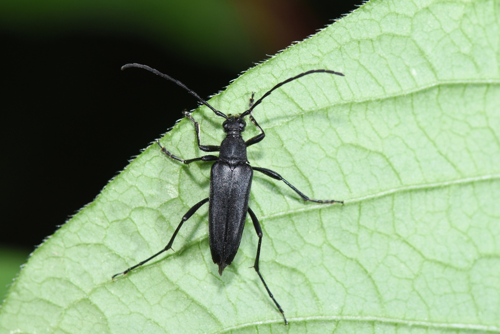 Leptura aethiops from 牟平区, 烟台市, 山东省, CN on May 26, 2021 at 06:14 PM by ...