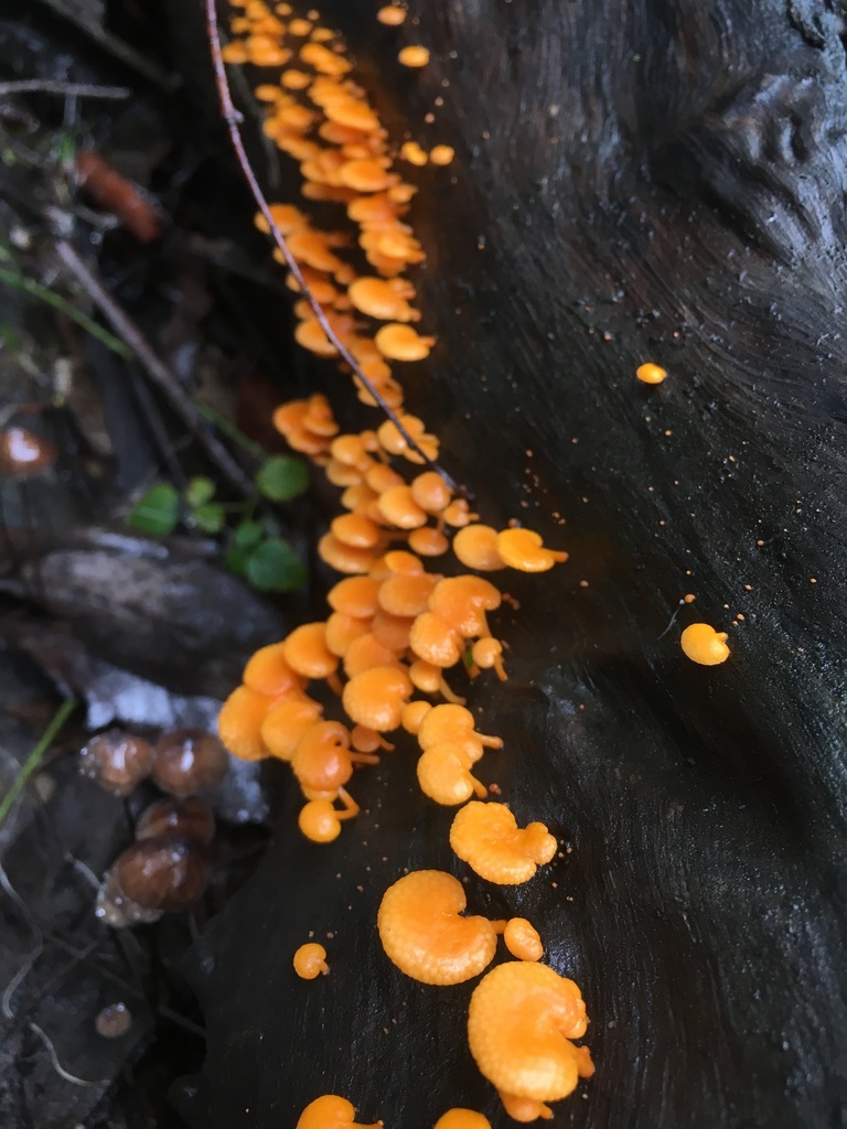 orange pore fungus in June 2019 by Sophie McCracken-Evans · iNaturalist