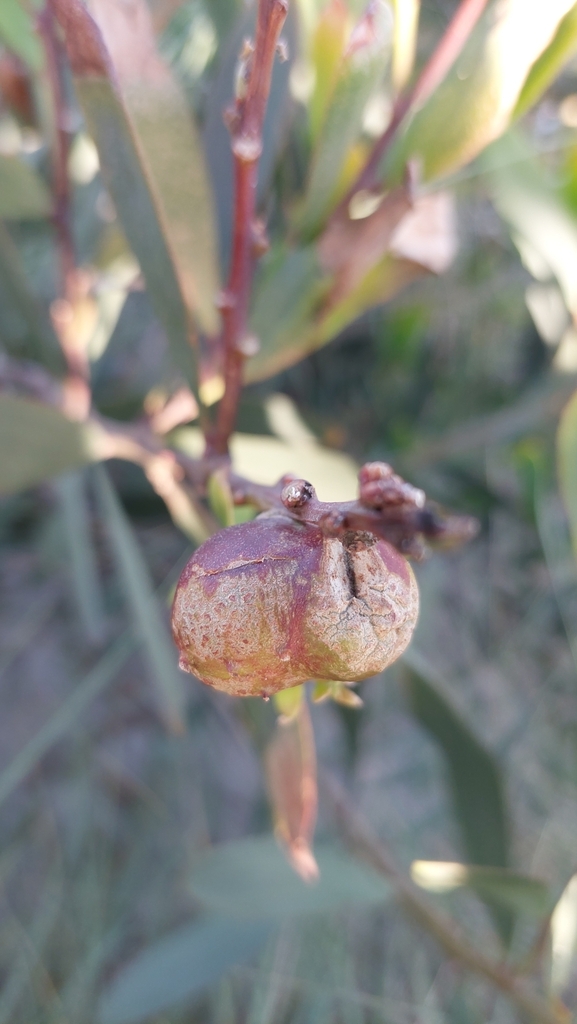 Longleaf Wattle Gall Wasp in March 2023 by Guilherme Castro · iNaturalist