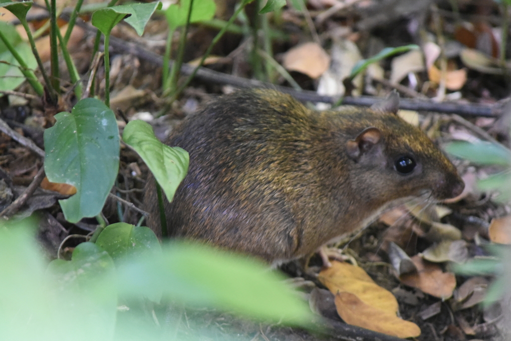 Brown Rat from Puntarenas Province, Savegre de Aguirre, Costa Rica on ...