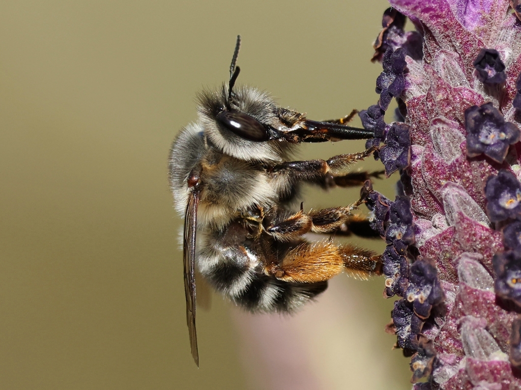 Anthophora dispar from 8400 Lagoa, Portugal on March 27, 2023 at 11:08 ...