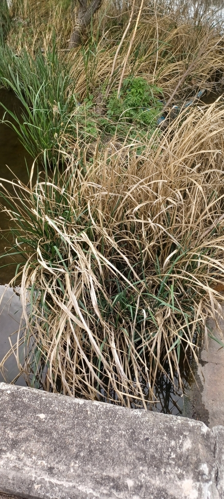 Giant Cutgrass from Near East Side, San Antonio, TX, USA on March 27 ...