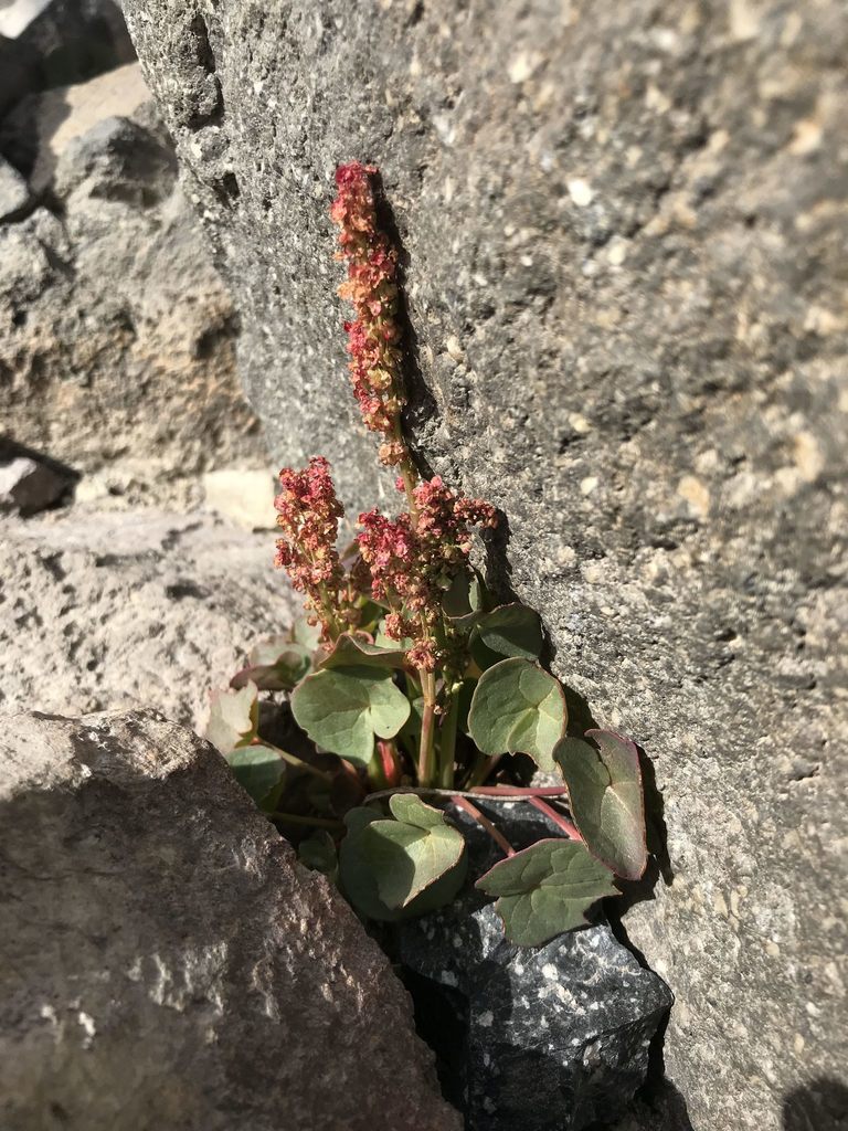 alpine sorrel from Lassen Volcanic National Park, Shasta County ...