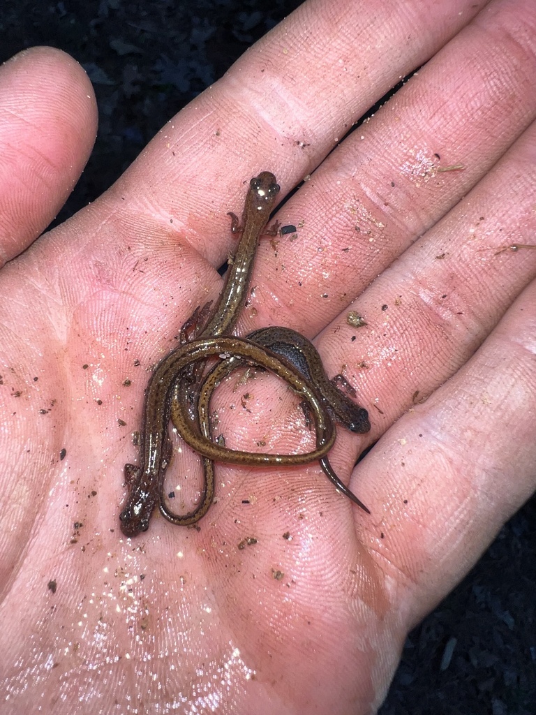 Western Dwarf Salamander in March 2023 by Ian Meloni · iNaturalist
