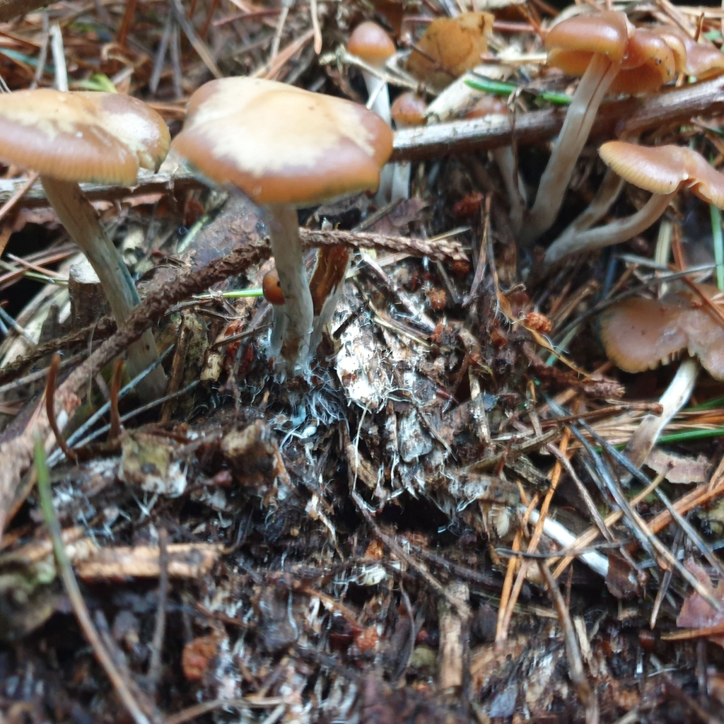 Wavy Cap in October 2021 by Darren Gordon · iNaturalist