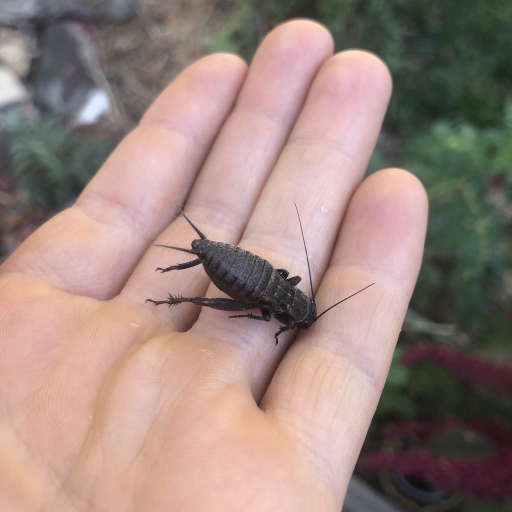 Gryllus from Santa Rosa, Lampa, Metropolitana de Santiago, CL on March ...