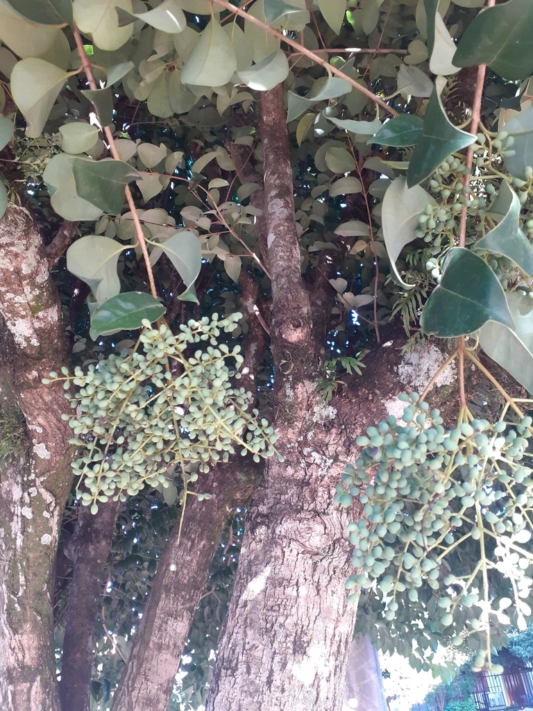 tree privet on March 27, 2023 at 05:37 PM by Rodrigo König · iNaturalist