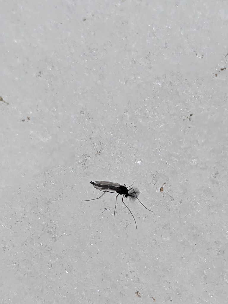 Winter Midges from Peterborough, CA-ON, CA on March 27, 2023 at 11:03 ...