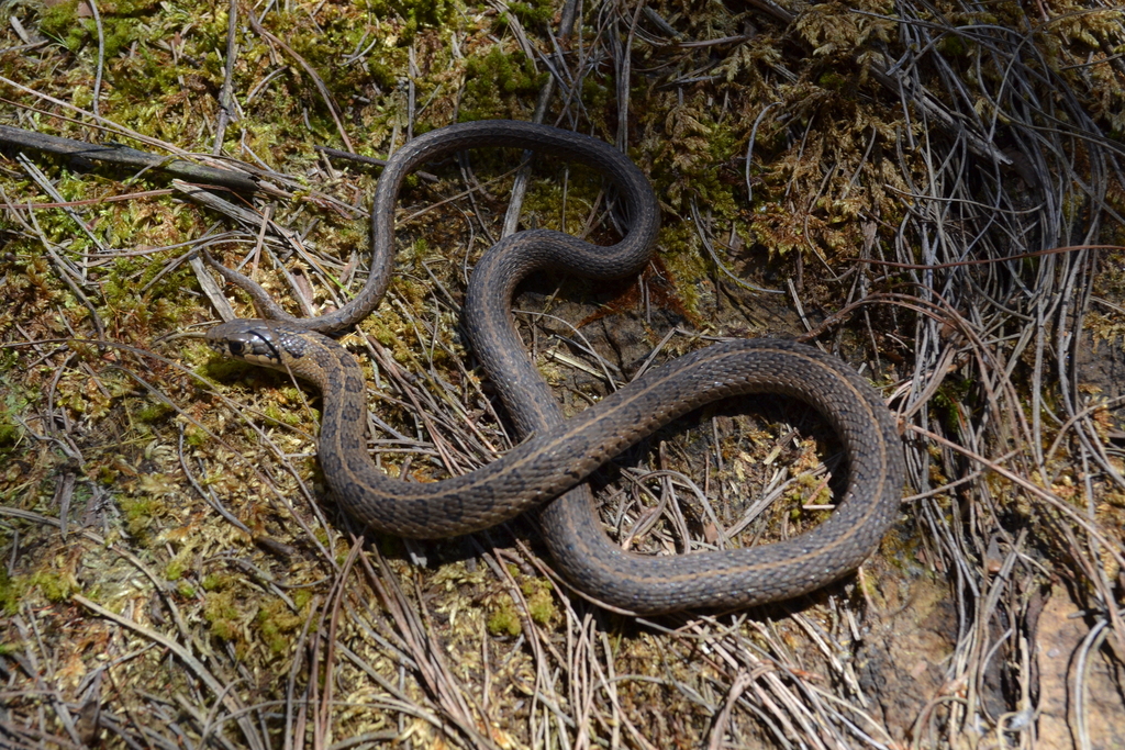 Longtail Alpine Garter Snake from Morelos, México on March 05, 2014 at ...