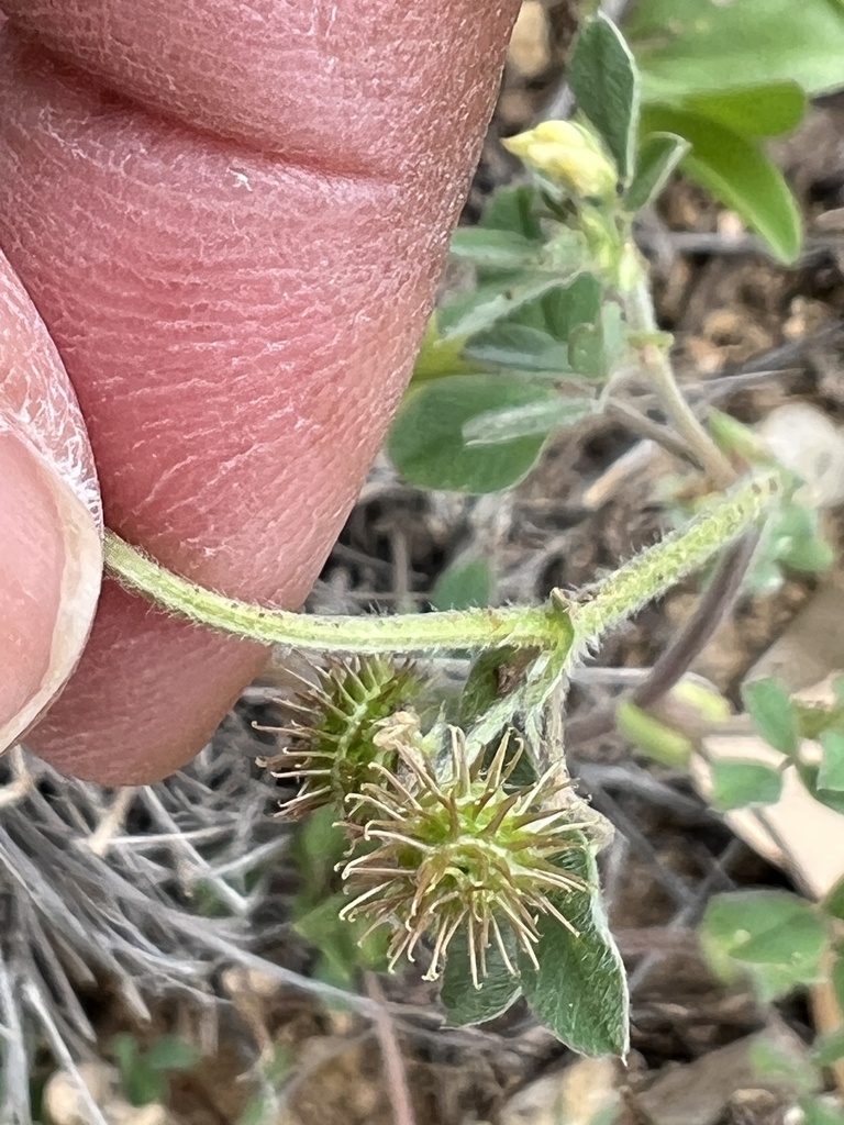 little bur-clover from Coleman, TX, US on March 27, 2023 at 11:10 AM by ...