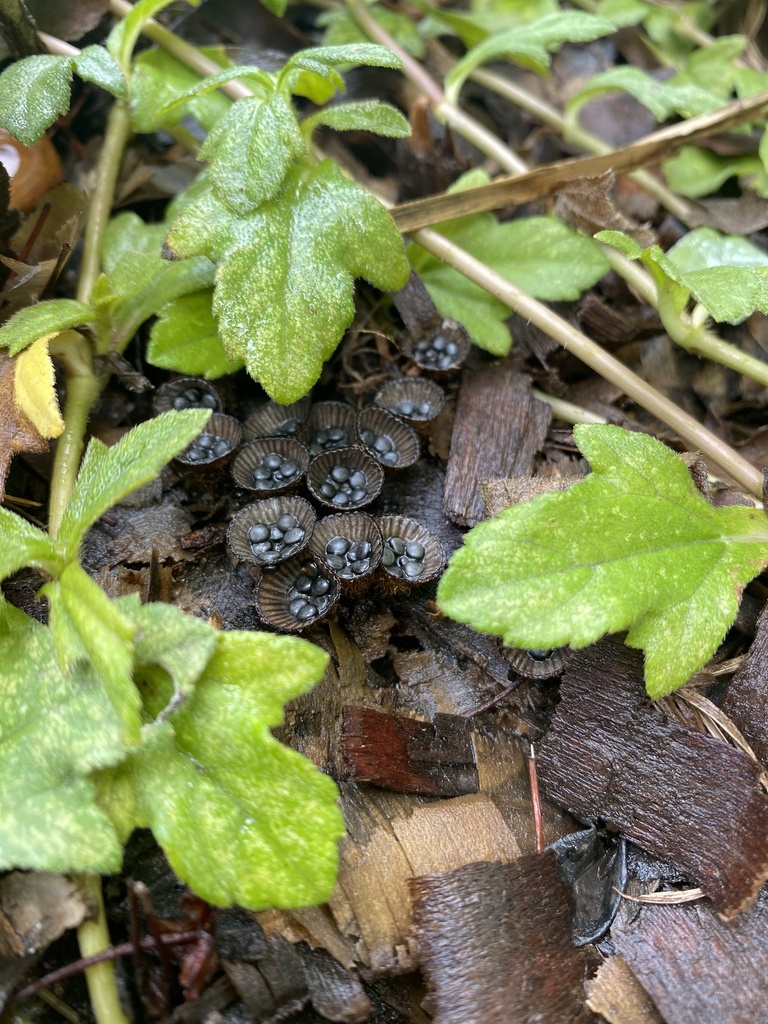 Cyathus poeppigii in March 2023 by Marcelo Rezende · iNaturalist