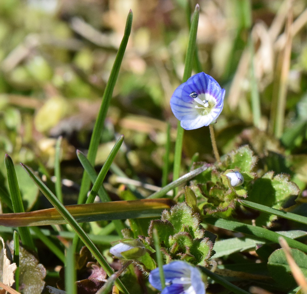 bird's-eye speedwell in March 2023 by Santi Tabares · iNaturalist
